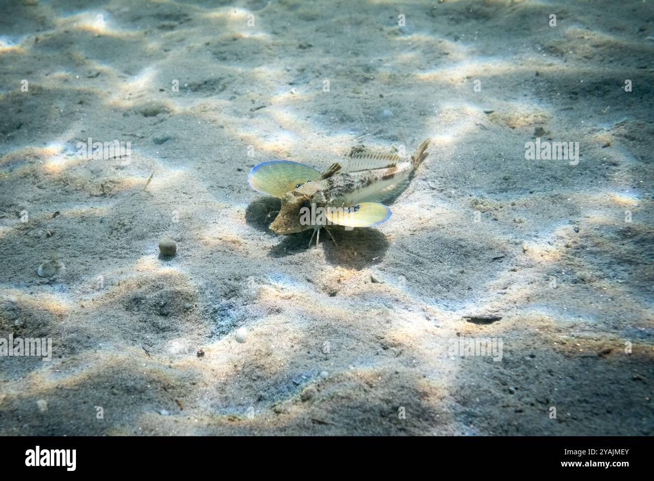 Underwater photography in the English Channel sea in the North Atlantic ...