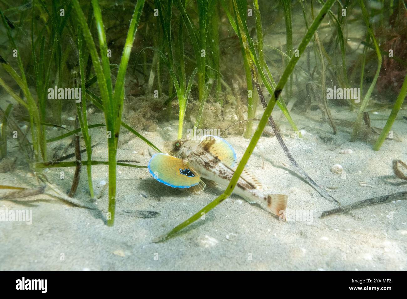 Underwater photography in the English Channel sea in the North Atlantic ...