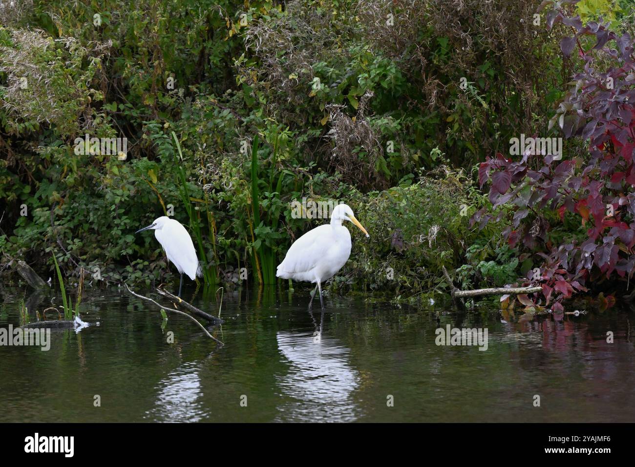 Two egrets, one Great White Egret and one Little Egret together on the ...