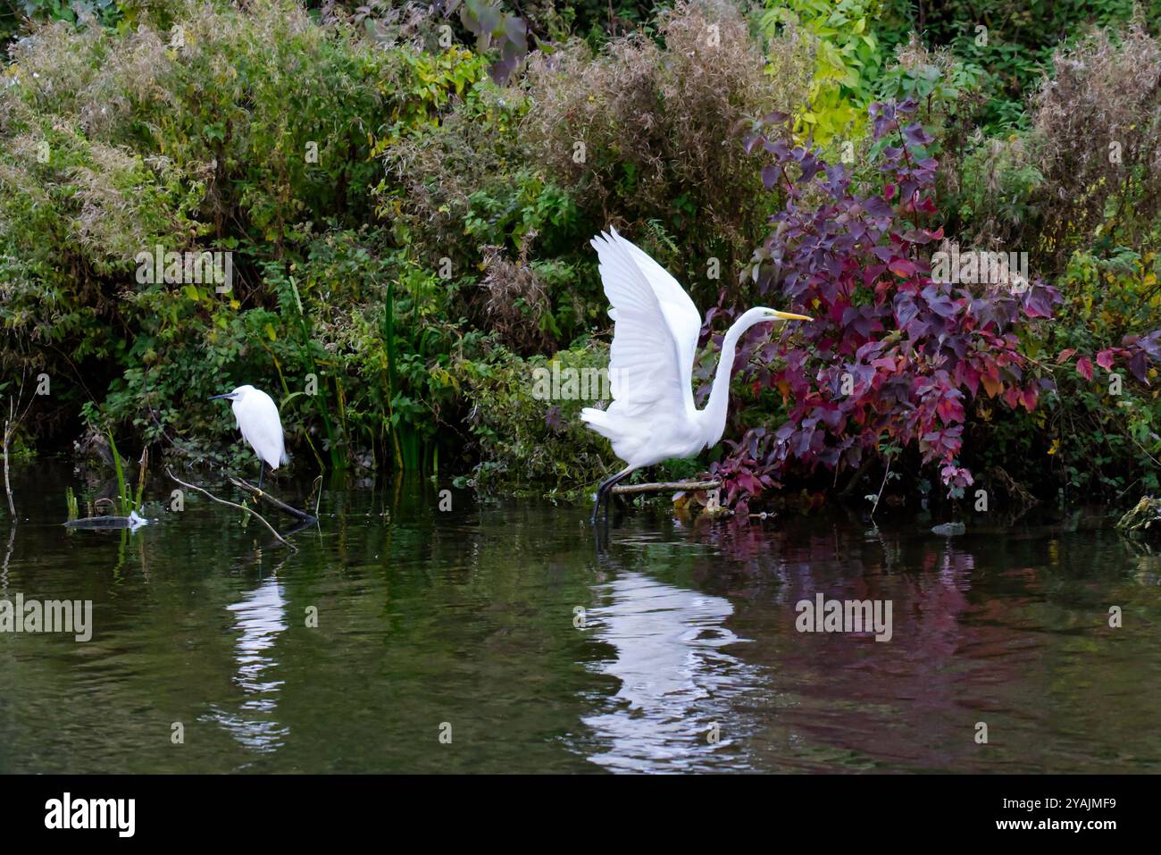 Two egrets, one Great White Egret and one Little Egret together on the ...