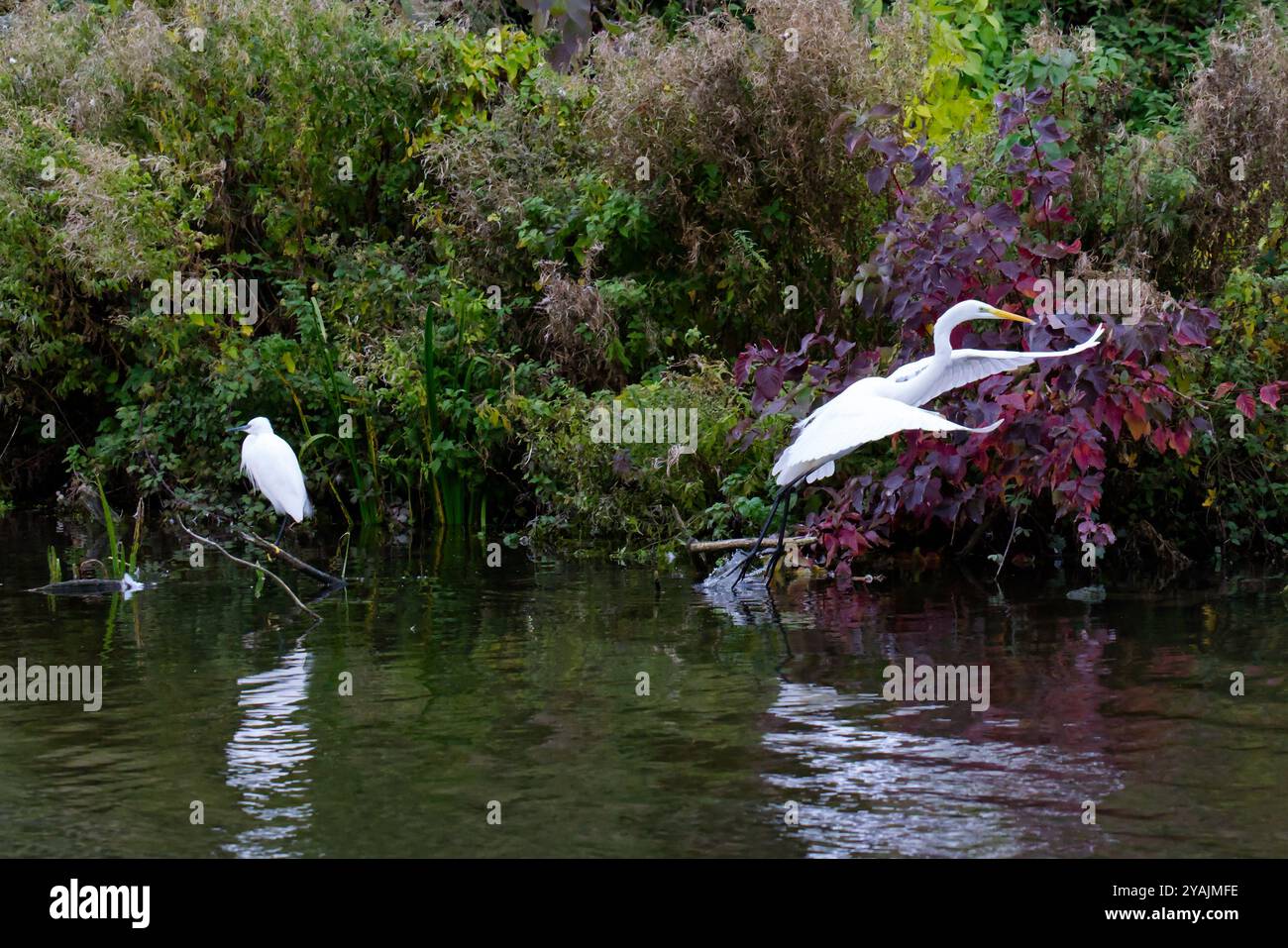 Two egrets, one Great White Egret and one Little Egret together on the ...
