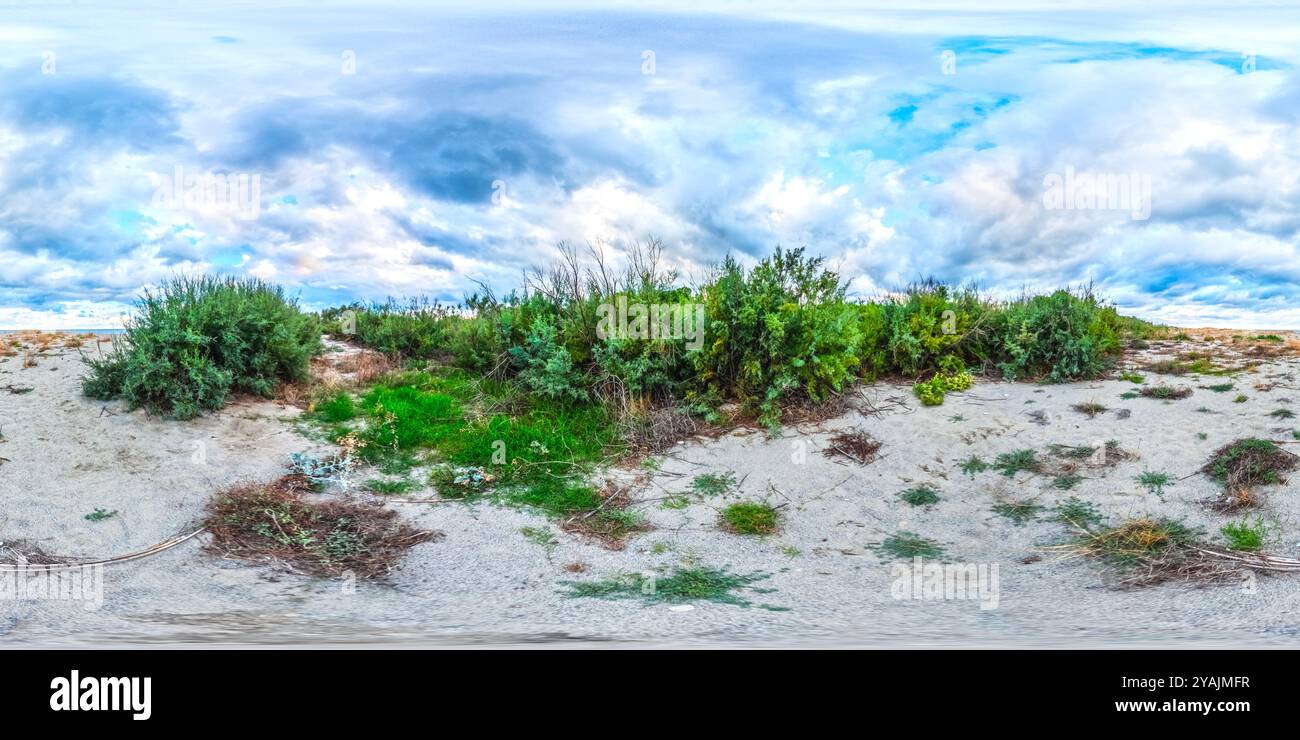 Plants Growing On The Beach Side Panoramic View Stock Photo - Alamy