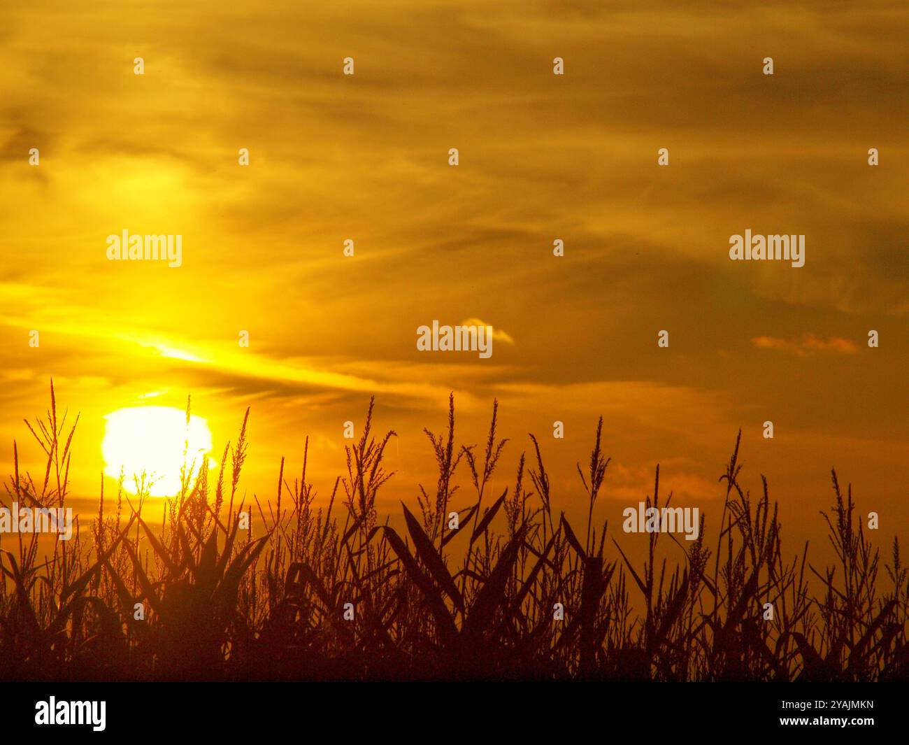 Over flanders fields hi-res stock photography and images - Alamy