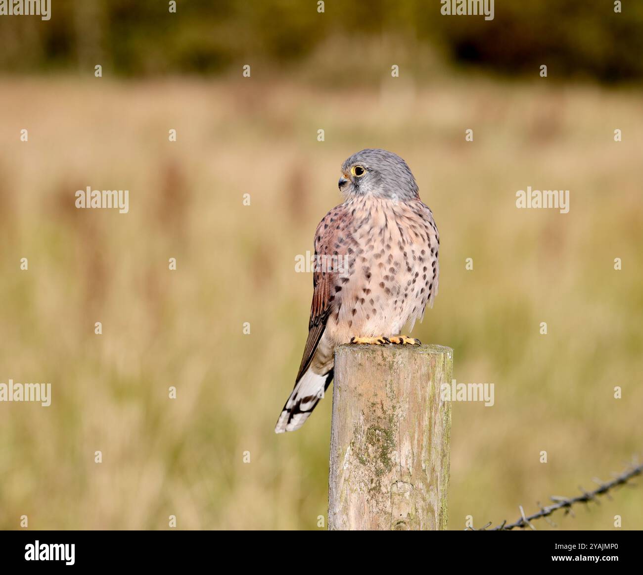 Common kestrel watching hi-res stock photography and images - Alamy