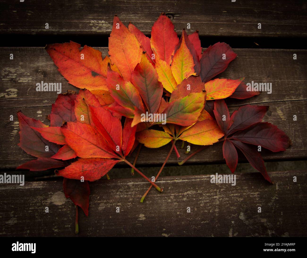 Colourful autumn leaves mood hi-res stock photography and images - Alamy