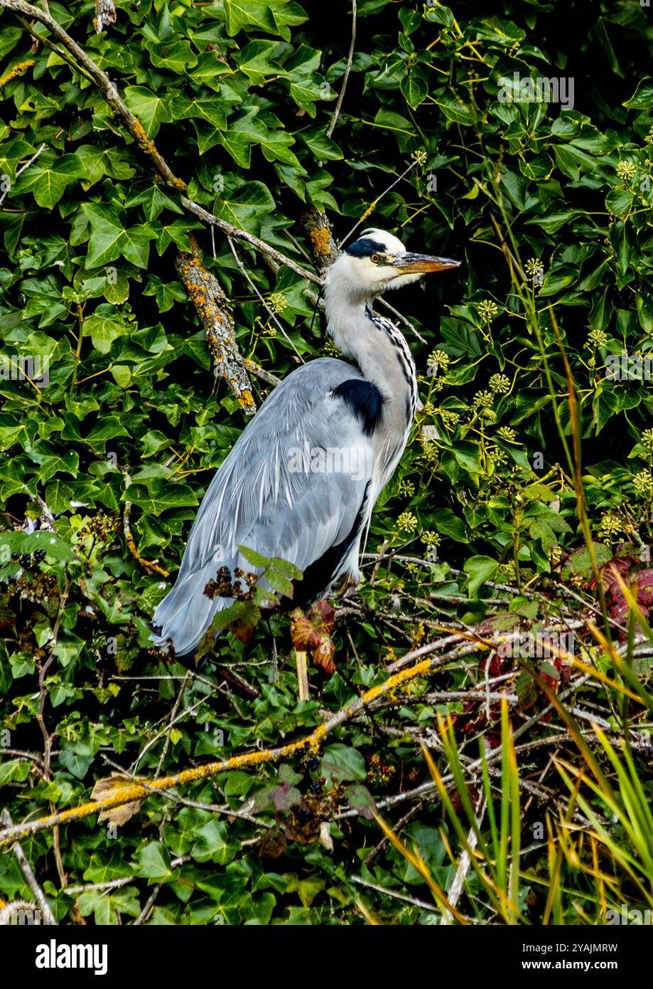 Preening herons hi-res stock photography and images - Alamy