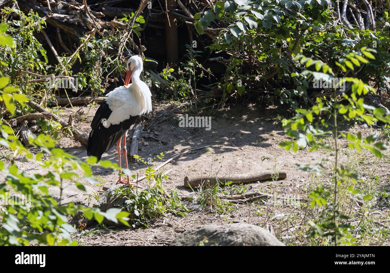 Stork stands in the field hi-res stock photography and images - Alamy