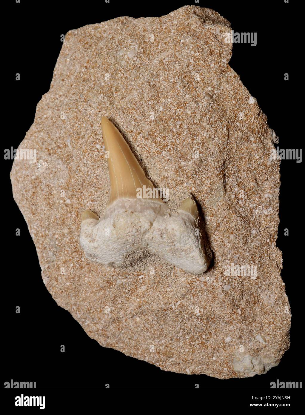 07.10.2024 Sachsen Anhalt Sachsen-Anhalt Halle Saale Fossil Fossilien ...