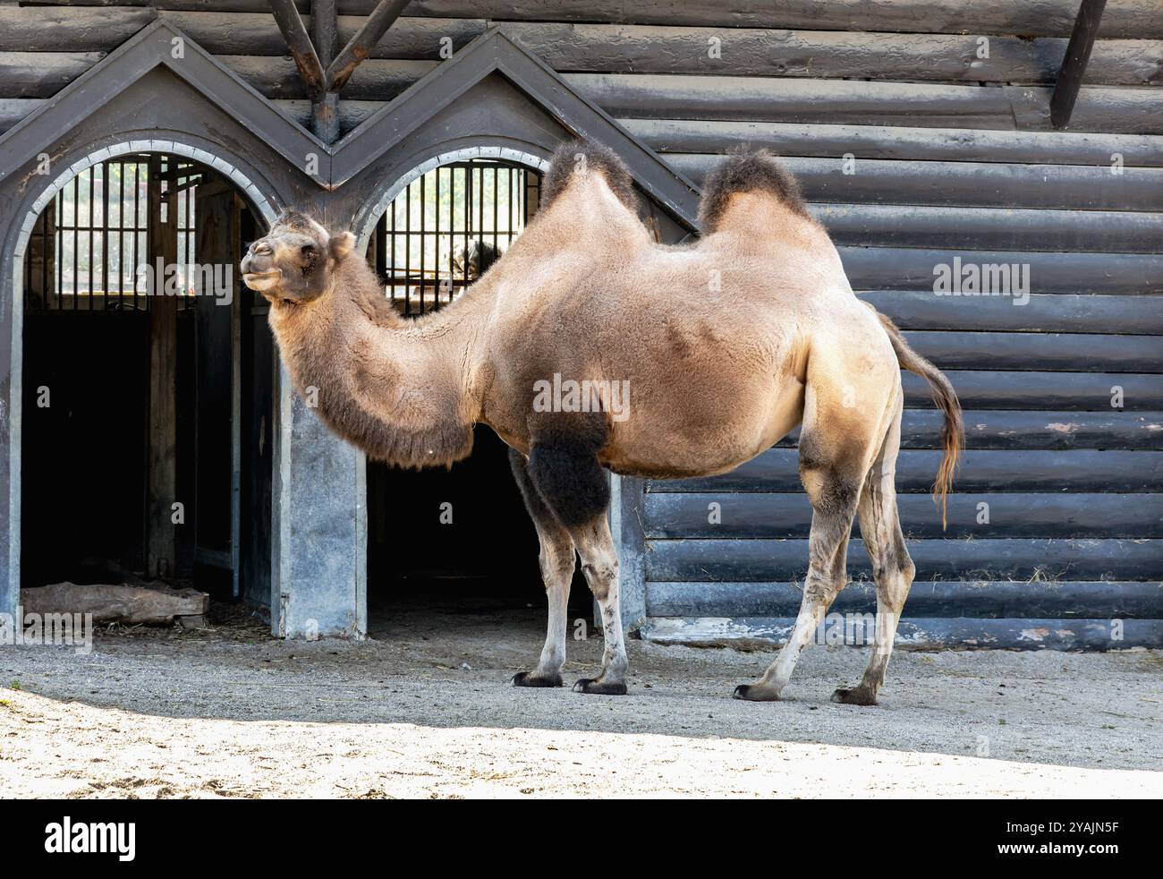 One beautiful camel stands near its pen Stock Photo - Alamy