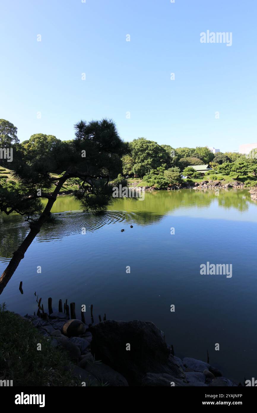 Japanese black pine trees hi-res stock photography and images - Alamy