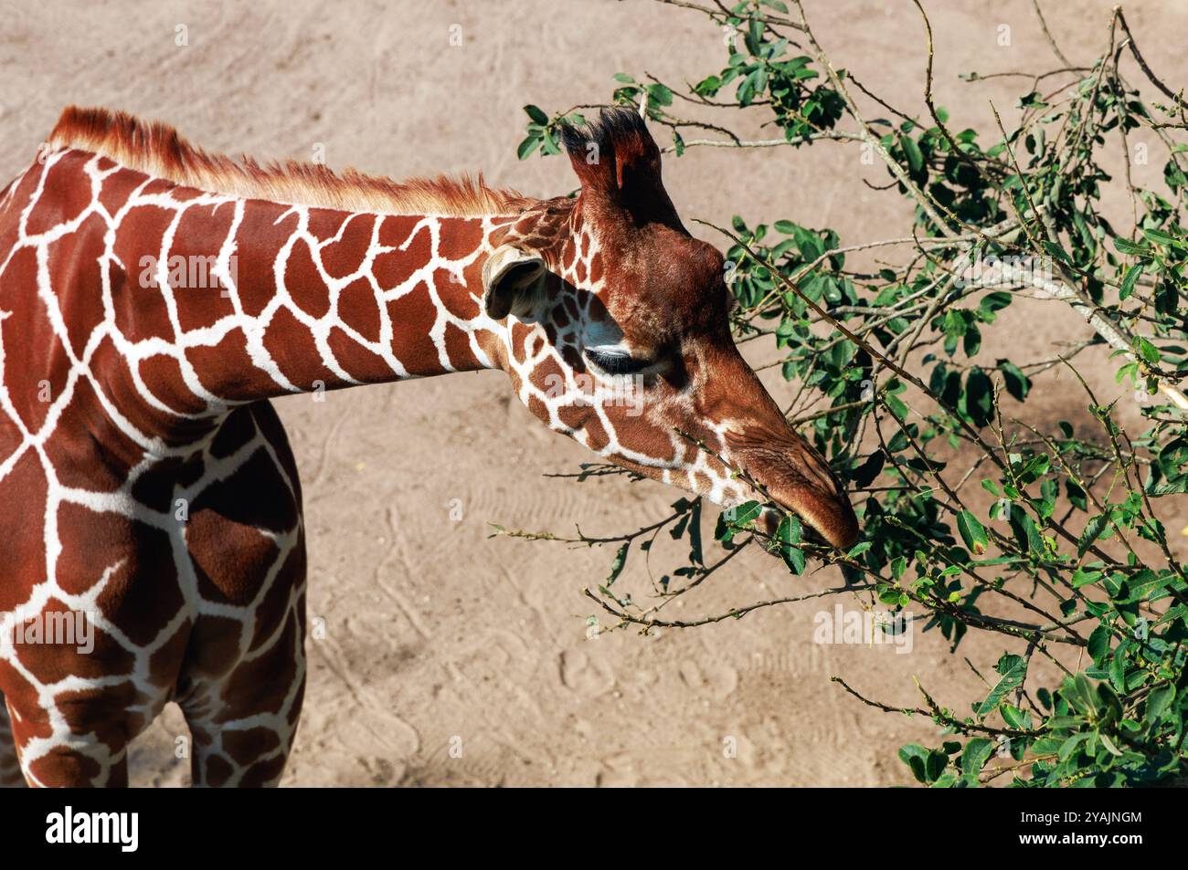 Beautiful tall giraffe eats leaves from a tree Stock Photo - Alamy