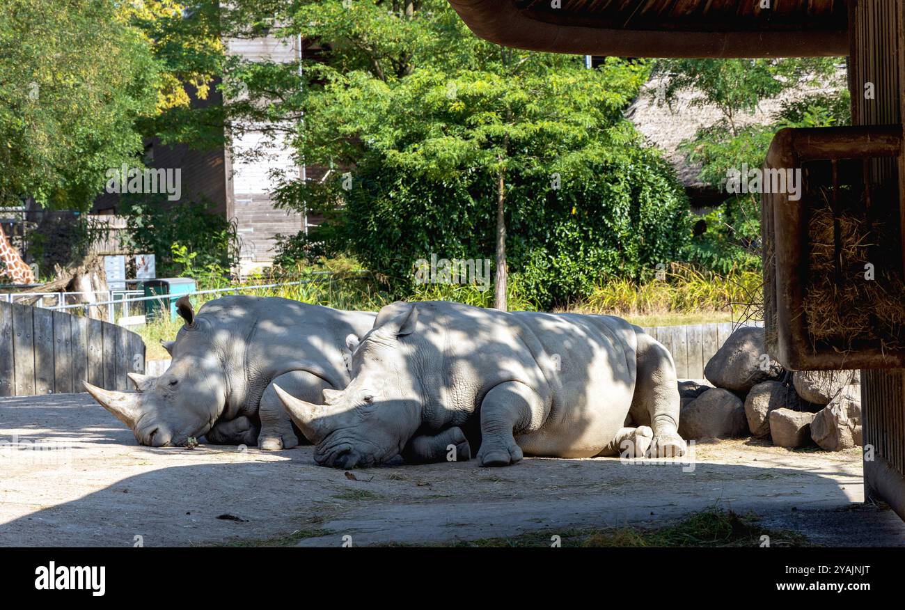 Two large rhinoceroses lie in the shade under a tree and sleeping Stock ...