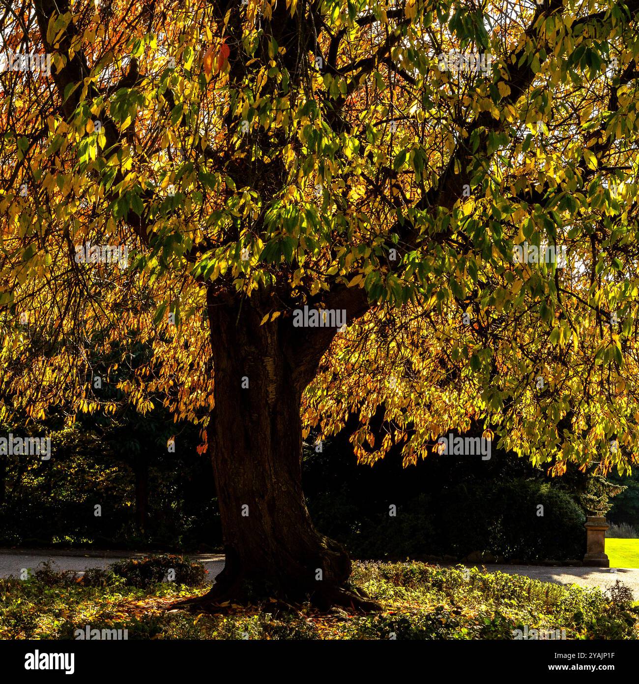 An ancient cherry tree (prunus) in autumn (fall) in Roberts Park ...