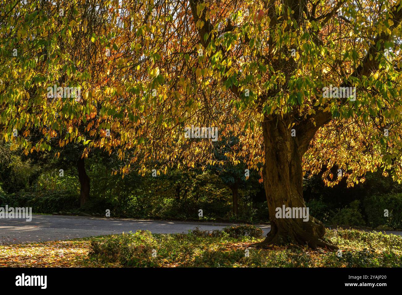 An ancient cherry tree (prunus) in autumn (fall) in Roberts Park ...