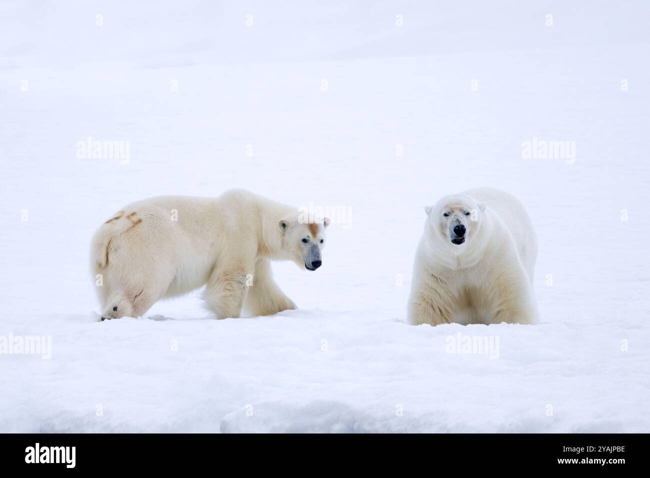Two polar bears (Ursus maritimus) marked with painted number, hunting ...