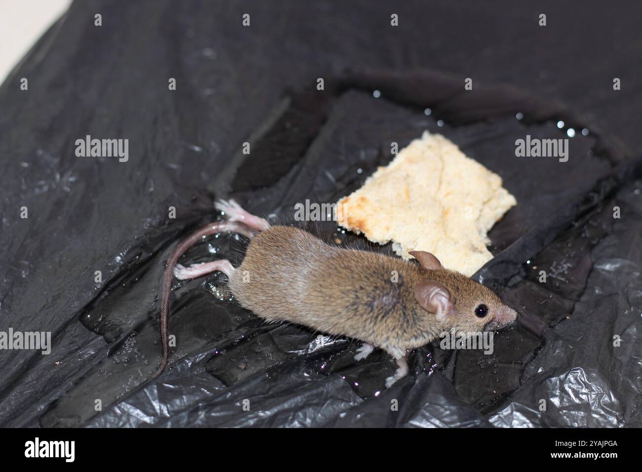 A mouse caught in mouse or rat glue applied to a black plastic bag ...