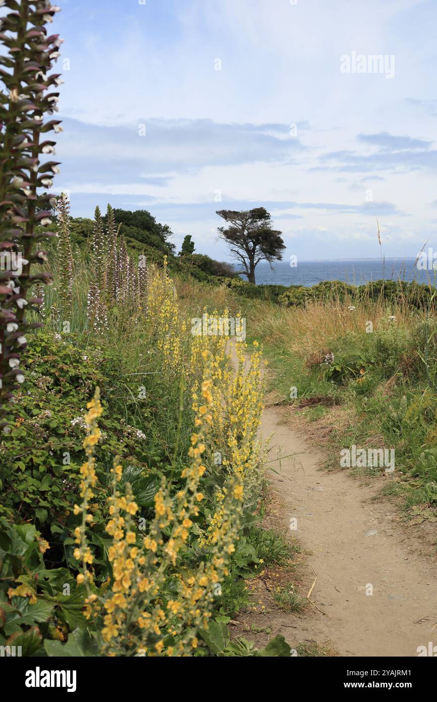 Coastal footpath (GR340) lined by wildflowers at Haute Boulogne, Le ...
