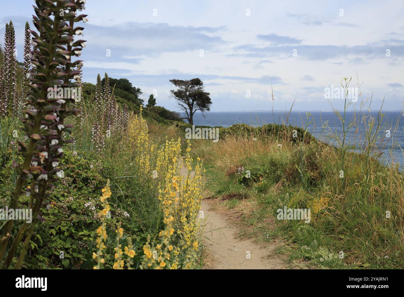 Coastal footpath (GR340) lined by wildflowers at Haute Boulogne, Le ...