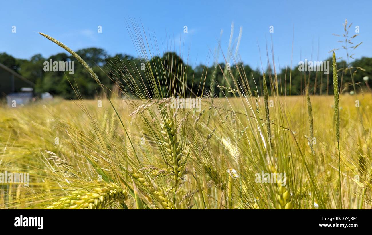 Golden wheat field and sunset sky, landscape of agricultural grain ...