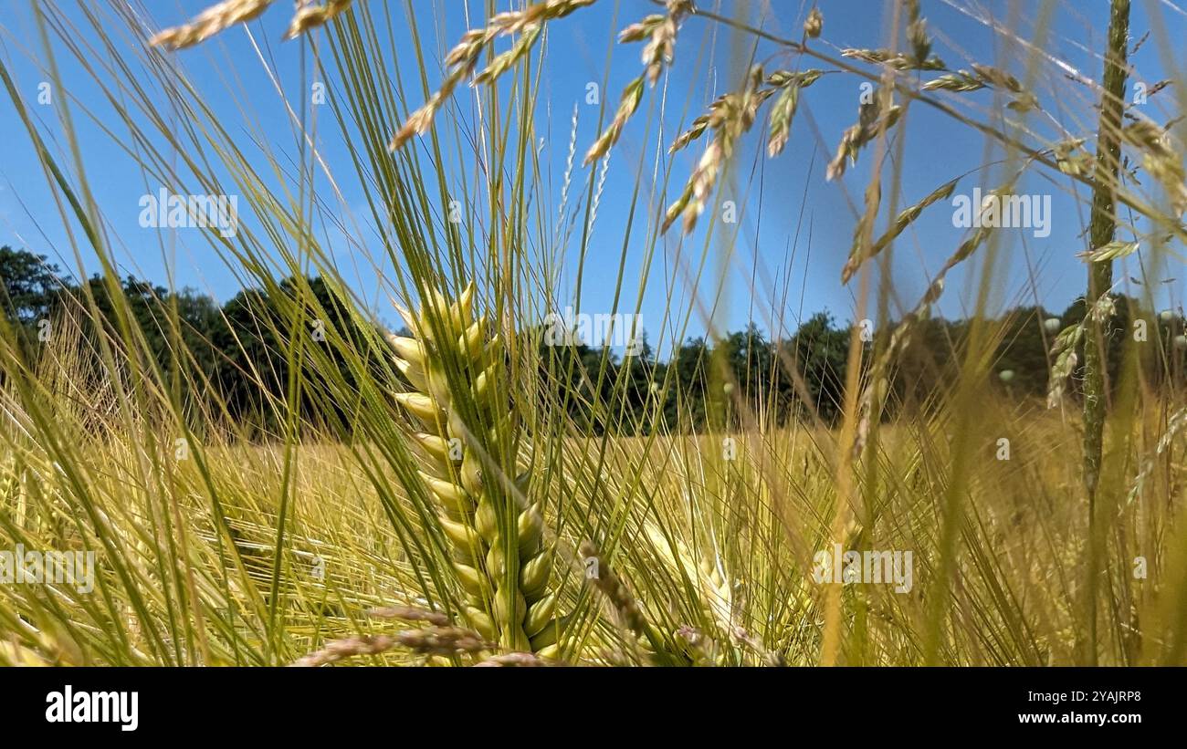 Golden wheat field and sunset sky, landscape of agricultural grain ...