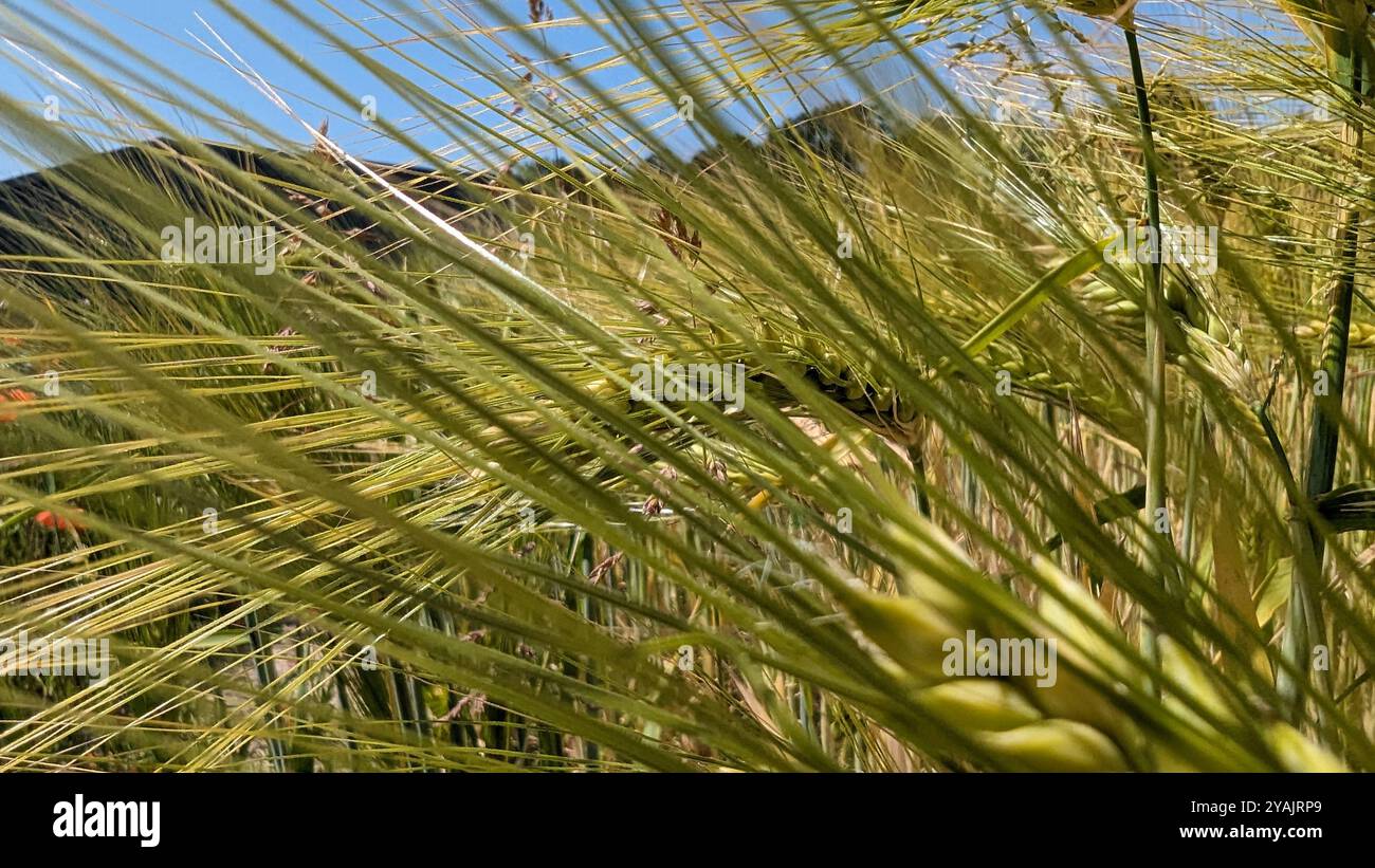 Golden wheat field and sunset sky, landscape of agricultural grain ...