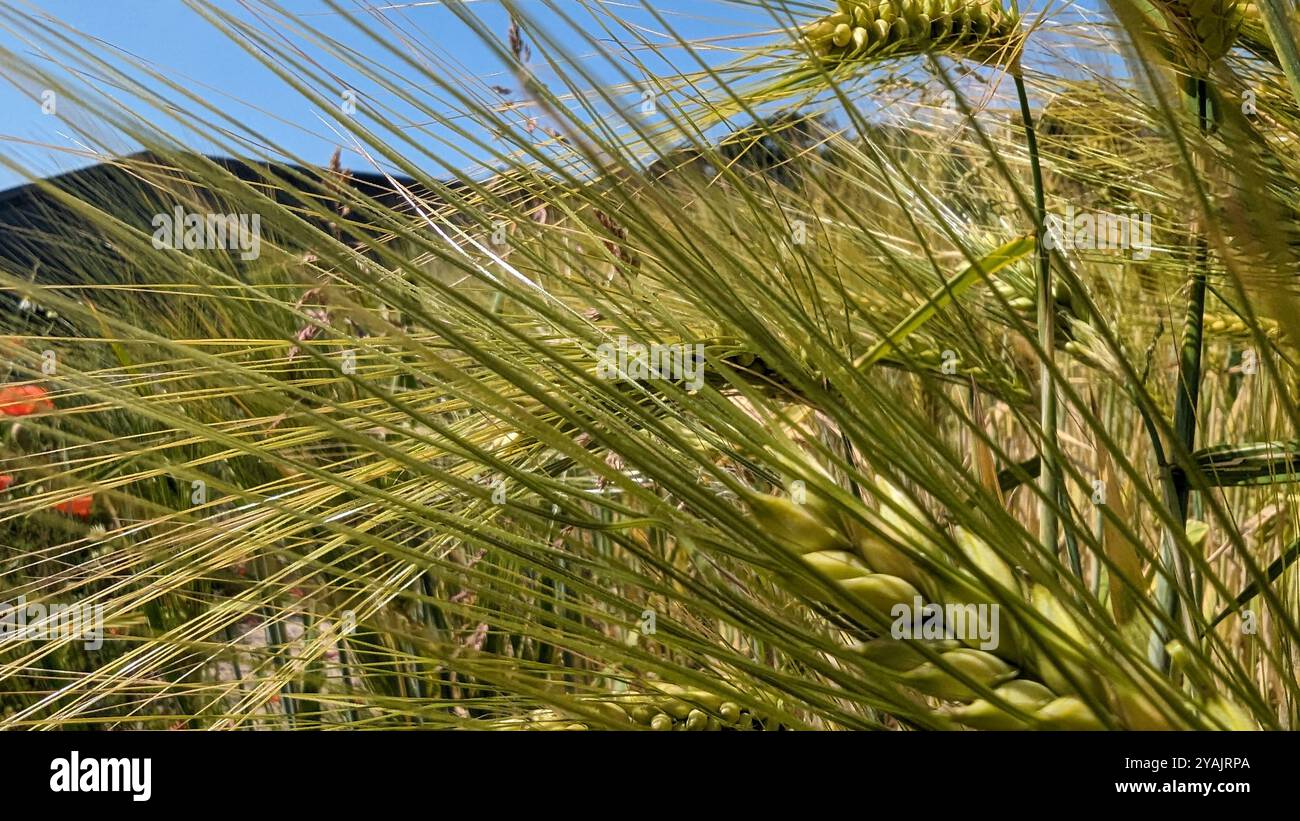 Golden wheat field and sunset sky, landscape of agricultural grain ...