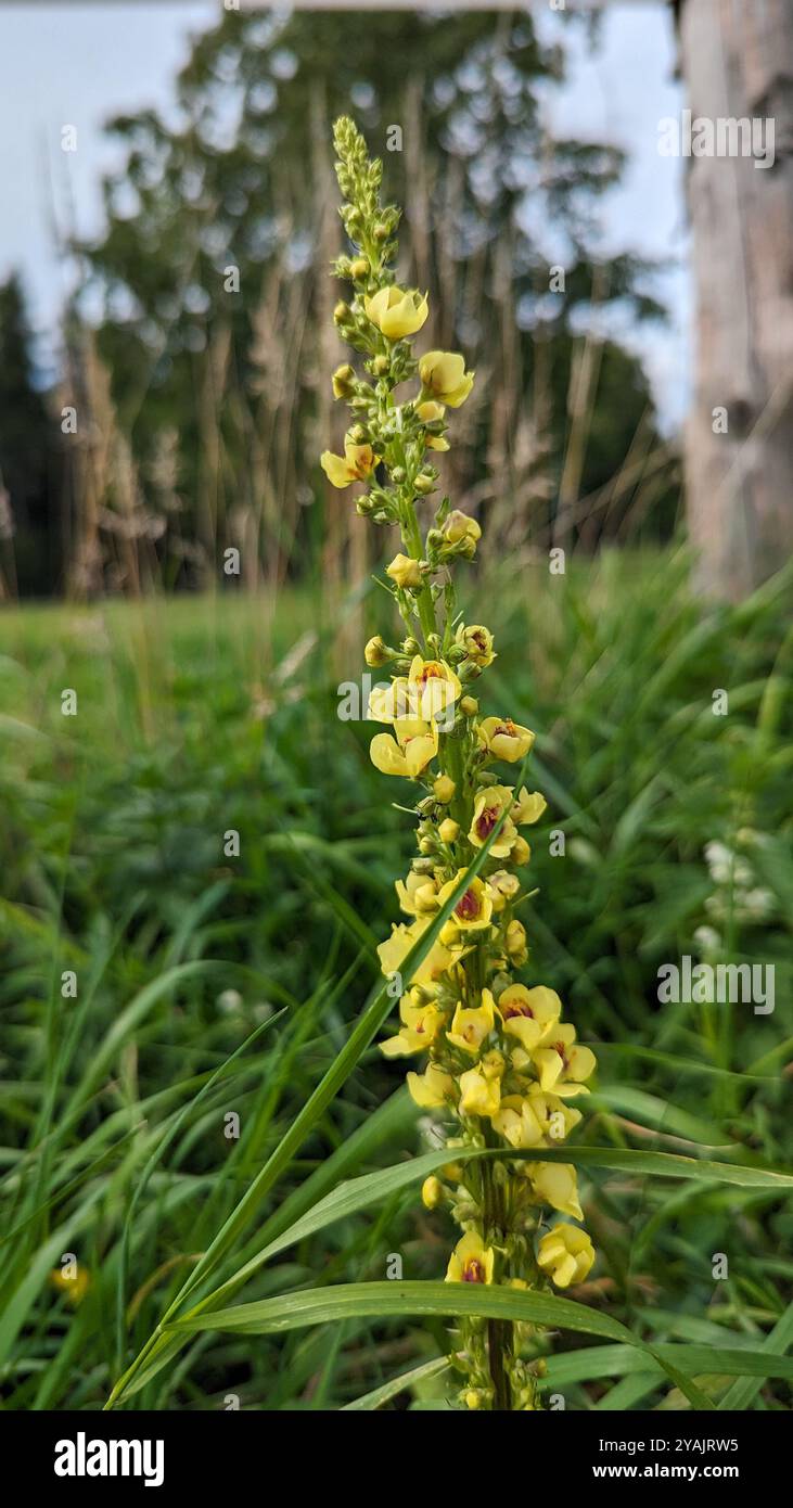 Yellow flower of mullein (Verbascum officinale Stock Photo - Alamy