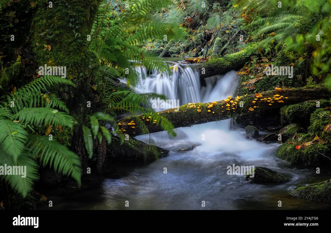 River (Afon) Mamog, Cwm Cych, Wales Stock Photo - Alamy