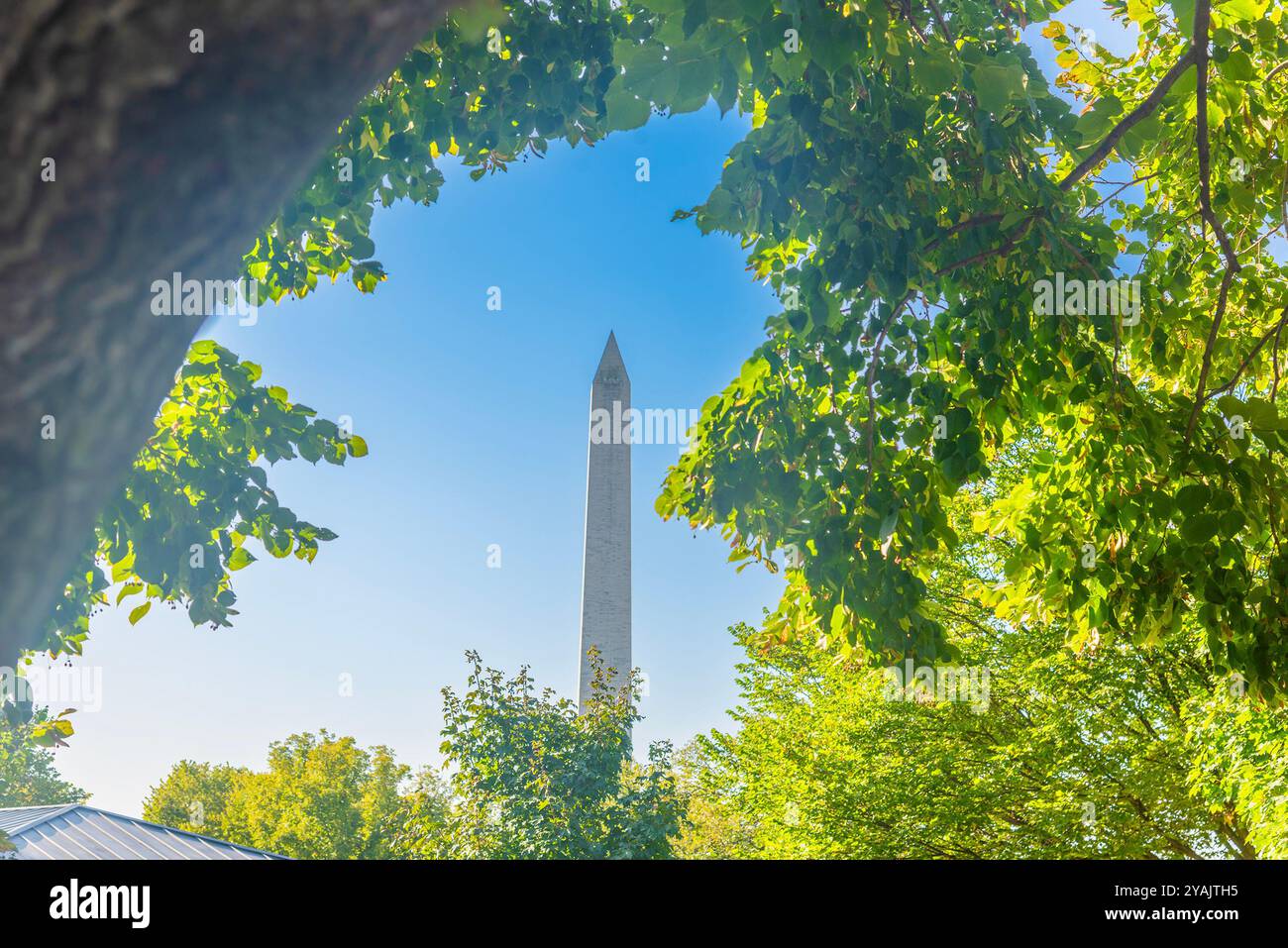 World famous Washington Monument seen through a green tree. Washington ...