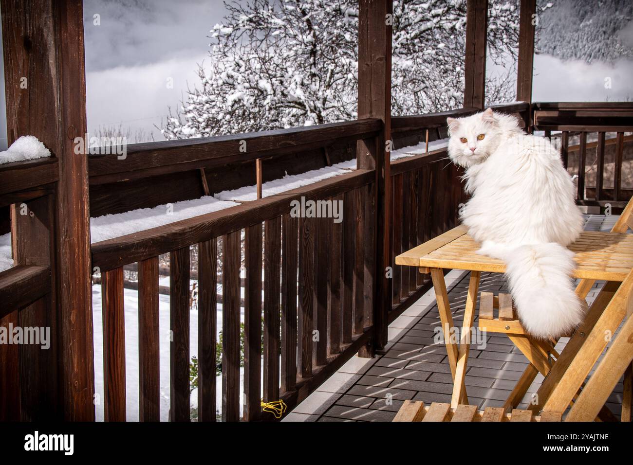 fluffy white cat in a winter morning look at the photographer and the ...