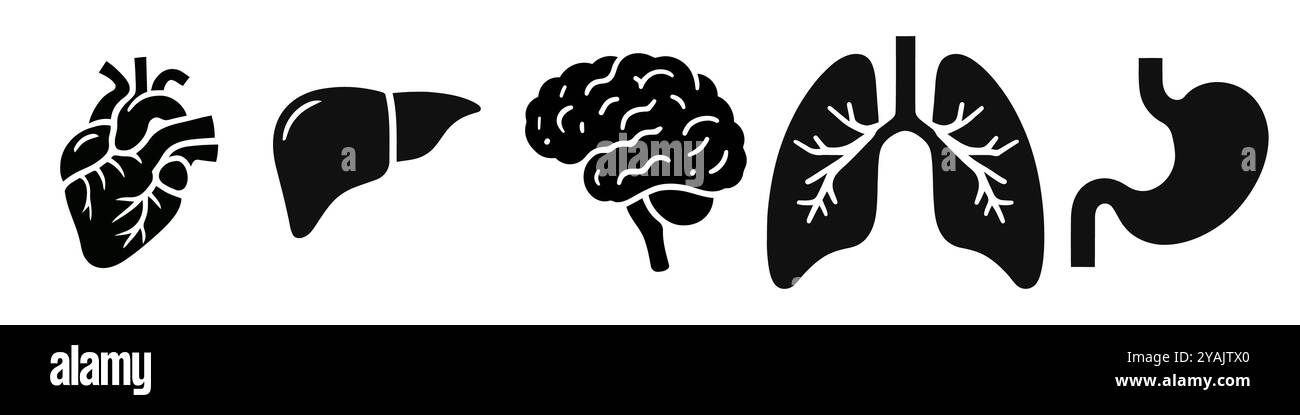 human anatomy, monochrome icons set. internal organs, body parts ...