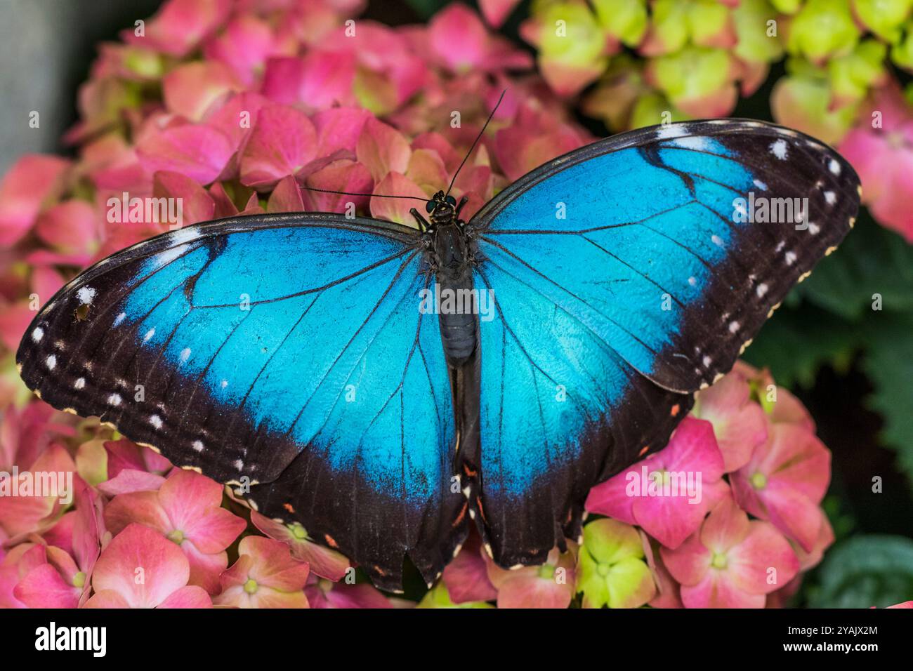 Blue Morpho butterfly, Morpho helenor, Botanical Gardens of Montreal ...