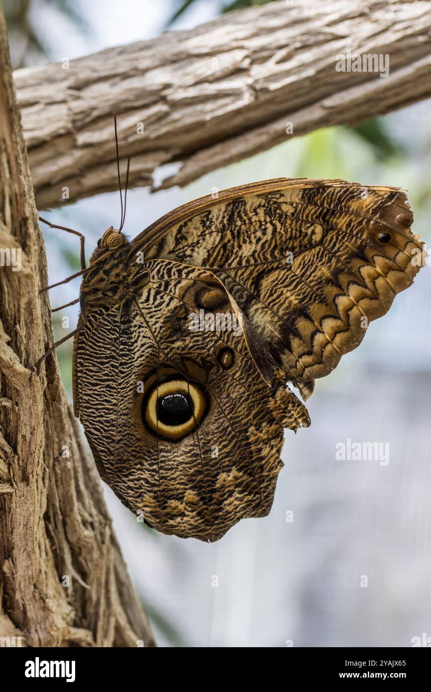 Owl Butterfly, Genus Caligo on a tree, Botanical Gardens of Montreal ...