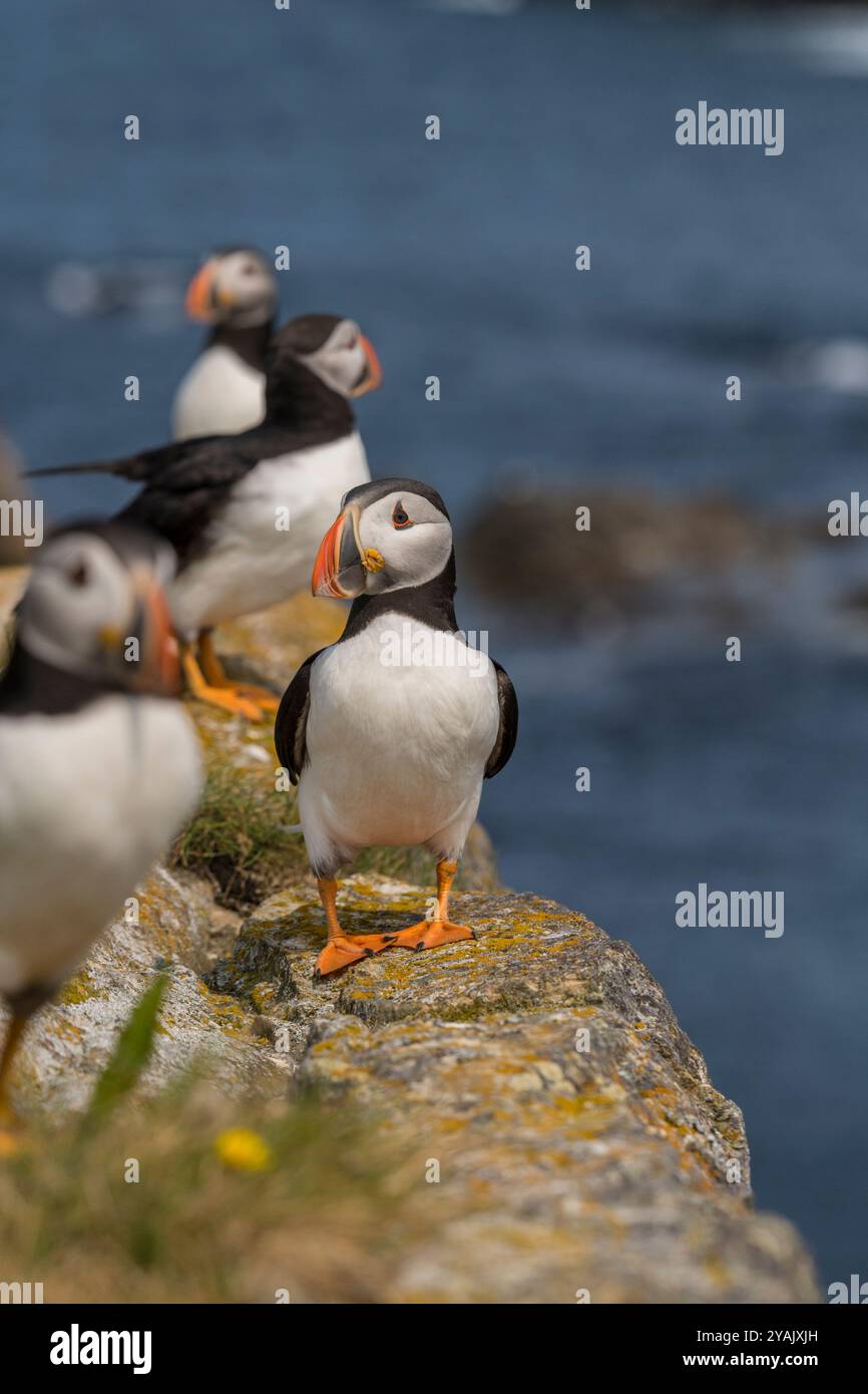 Atlantic Puffin (Fratercula arcticatrue) close-up shots of birds in ...