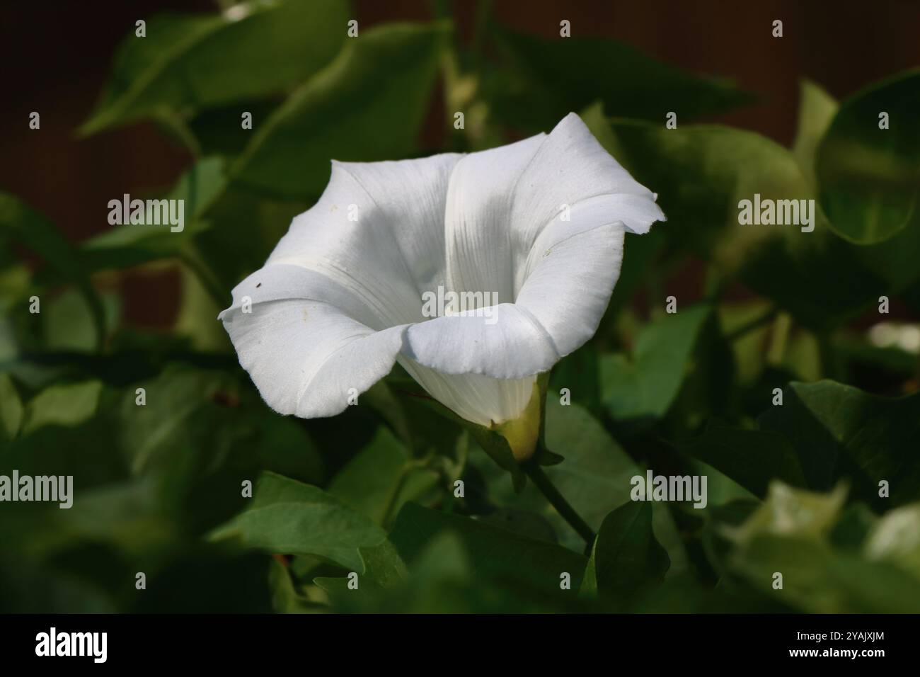 Plant species convolvulus sepium hi-res stock photography and images ...