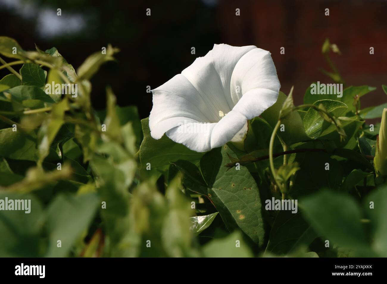 Plant species convolvulus sepium hi-res stock photography and images ...