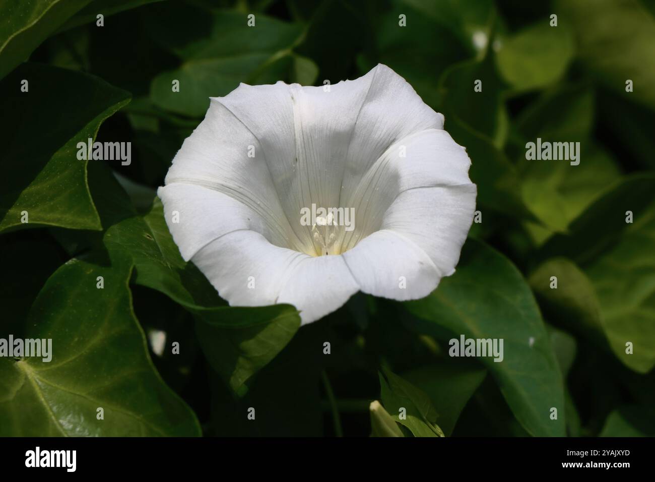 Plant species convolvulus sepium hi-res stock photography and images ...