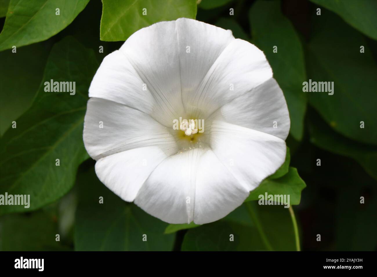 Plant species convolvulus sepium hi-res stock photography and images ...