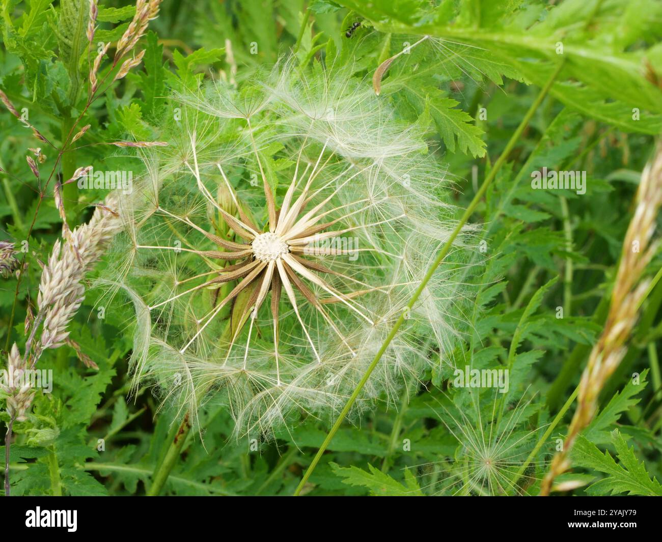 Goatsbeard with huge, ball-like seed heads, resembling dandelions. The ...