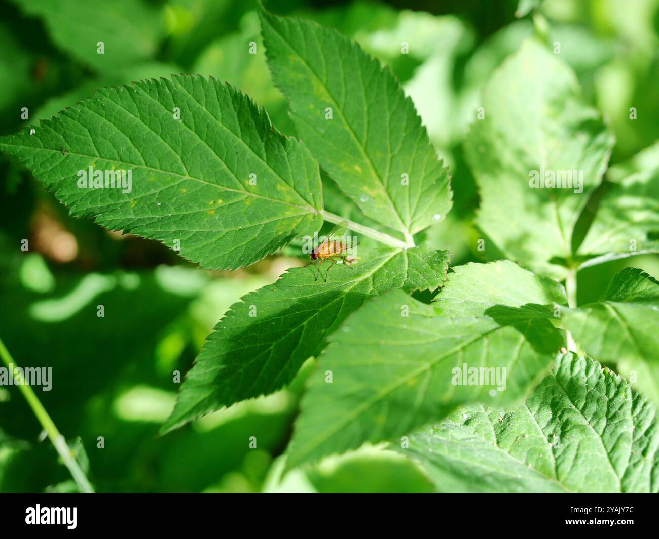 Polish fly- a small yellow soldier fly resting on a leaf in the forest ...
