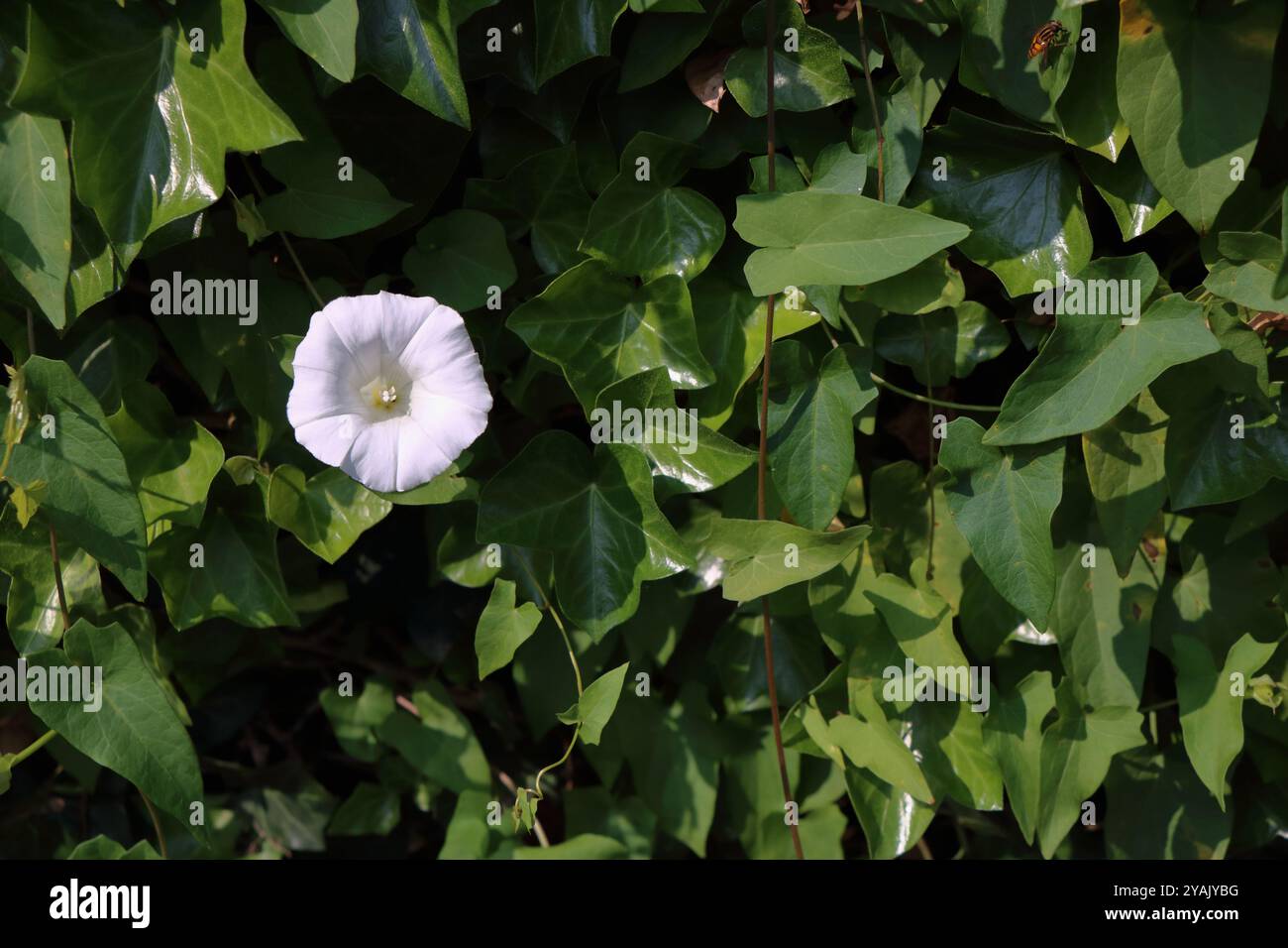 Calystegia sepium (hedge bindweed Stock Photo - Alamy