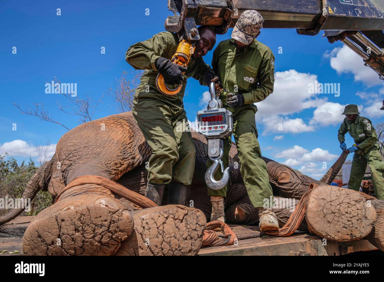 Kenya Wildlife Service rangers and capture team weigh an elephant at ...