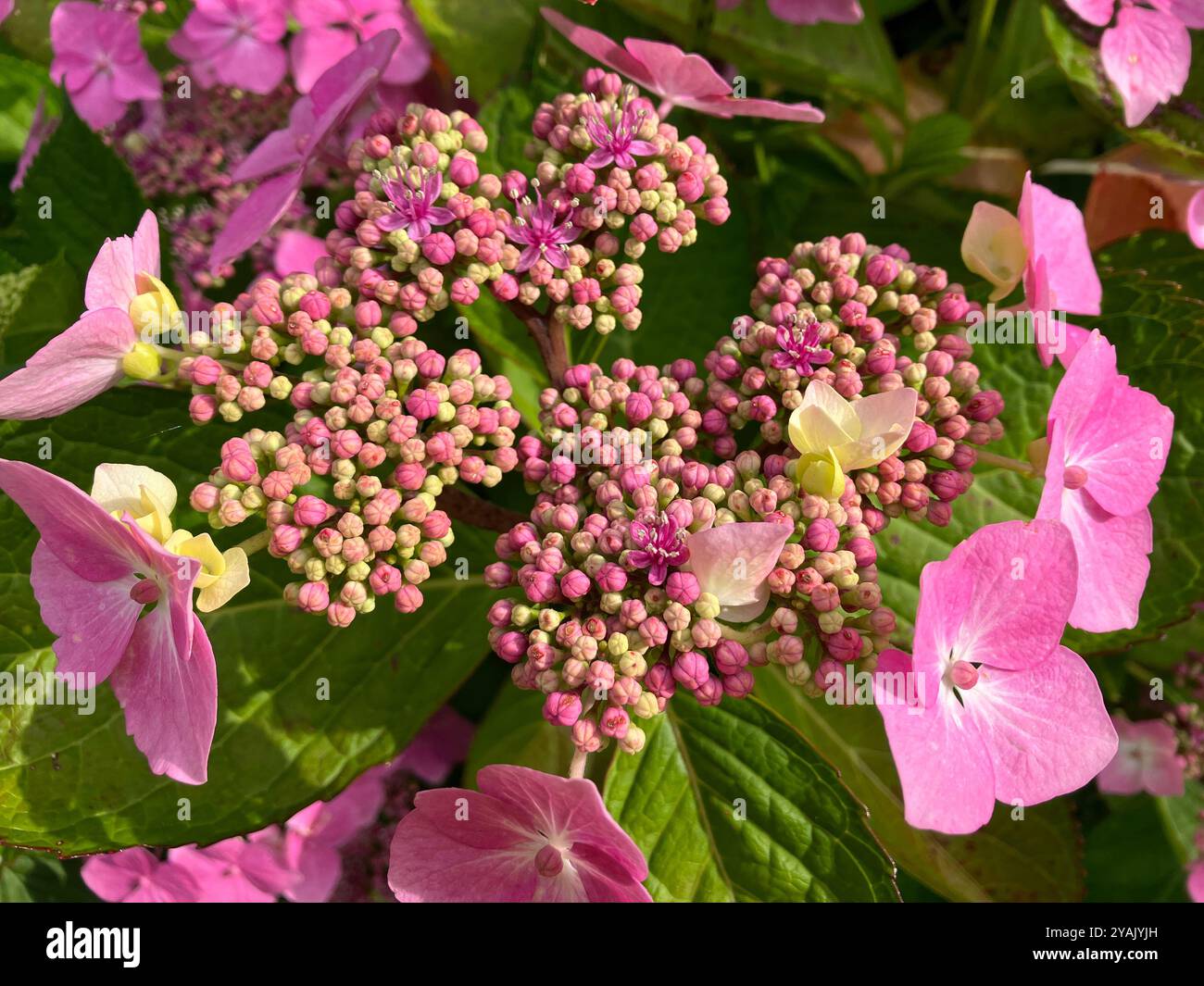 Hydrangea bush, also known as Hortensia, detail of bush with pink ...
