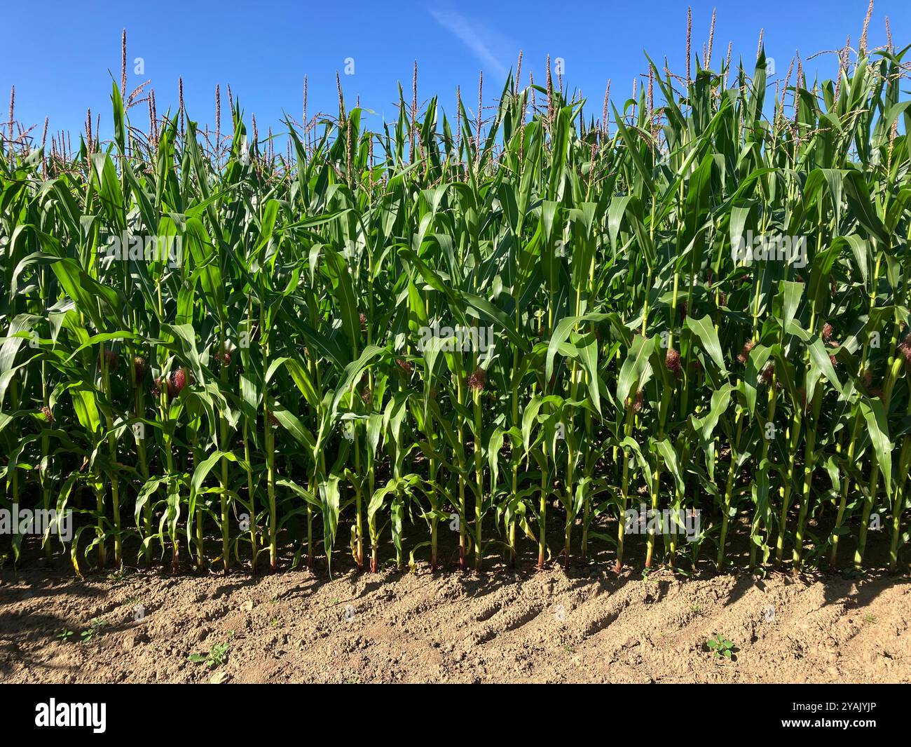 Field of maize in late summer, nearly ready to harvest, Somerset, UK ...