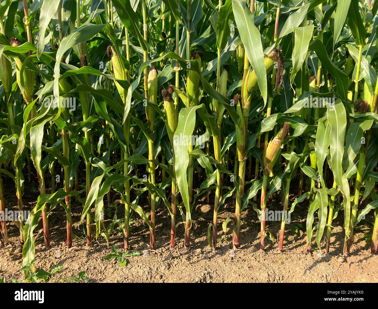 Field of maize in late summer, nearly ready to harvest, Somerset, UK ...