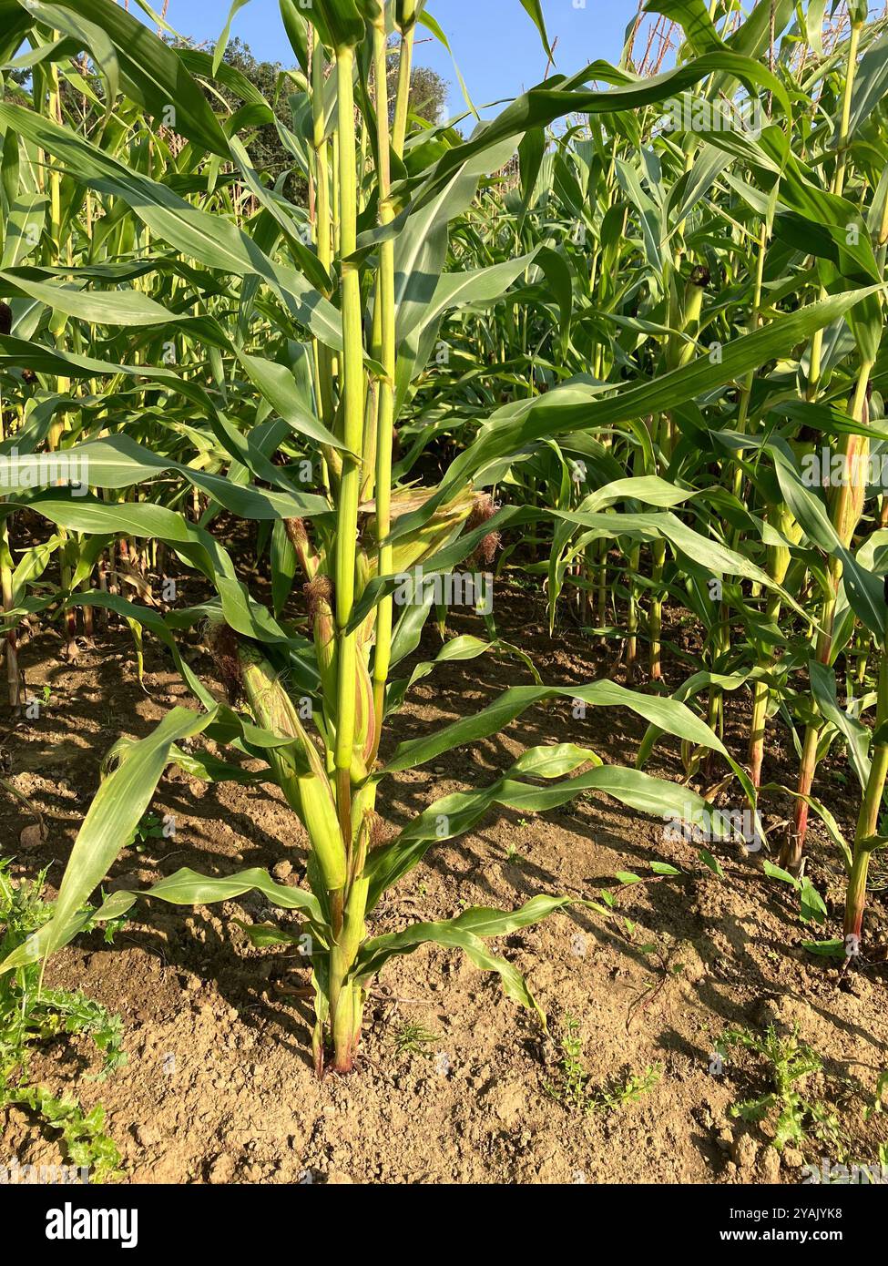 Field of maize in late summer, nearly ready to harvest, Somerset, UK ...