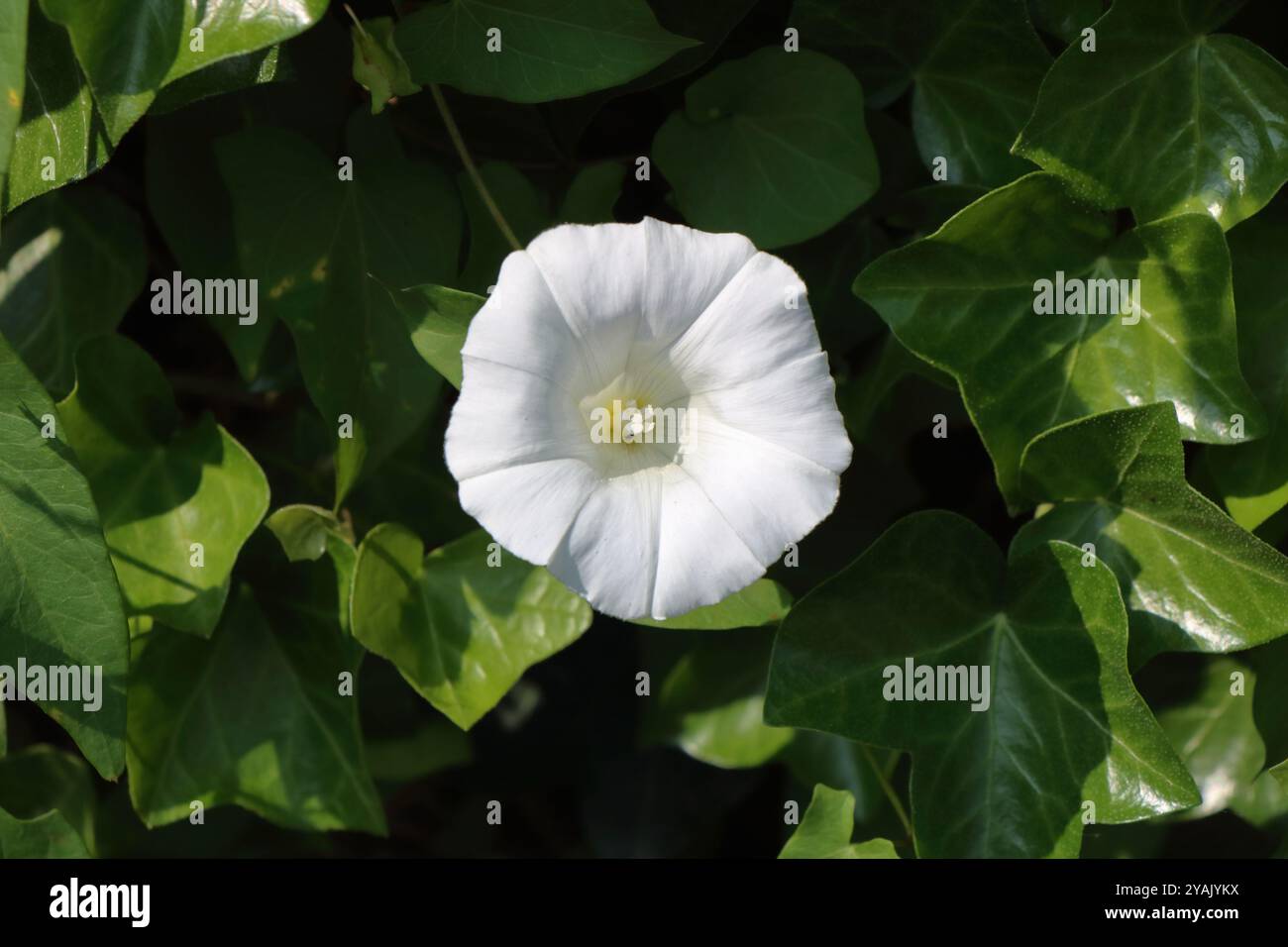 Plant species convolvulus sepium hi-res stock photography and images ...