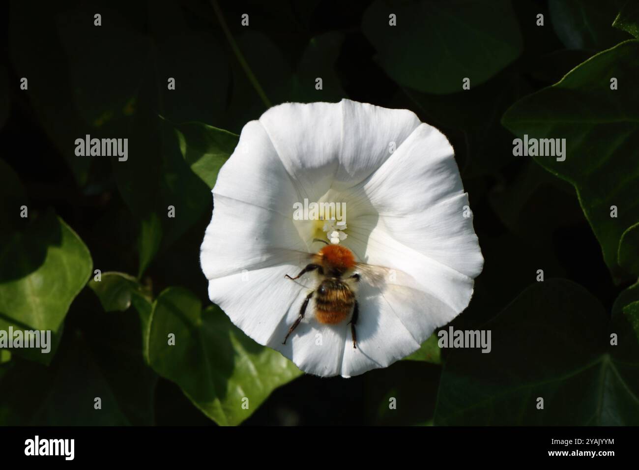 Plant species convolvulus sepium hi-res stock photography and images ...
