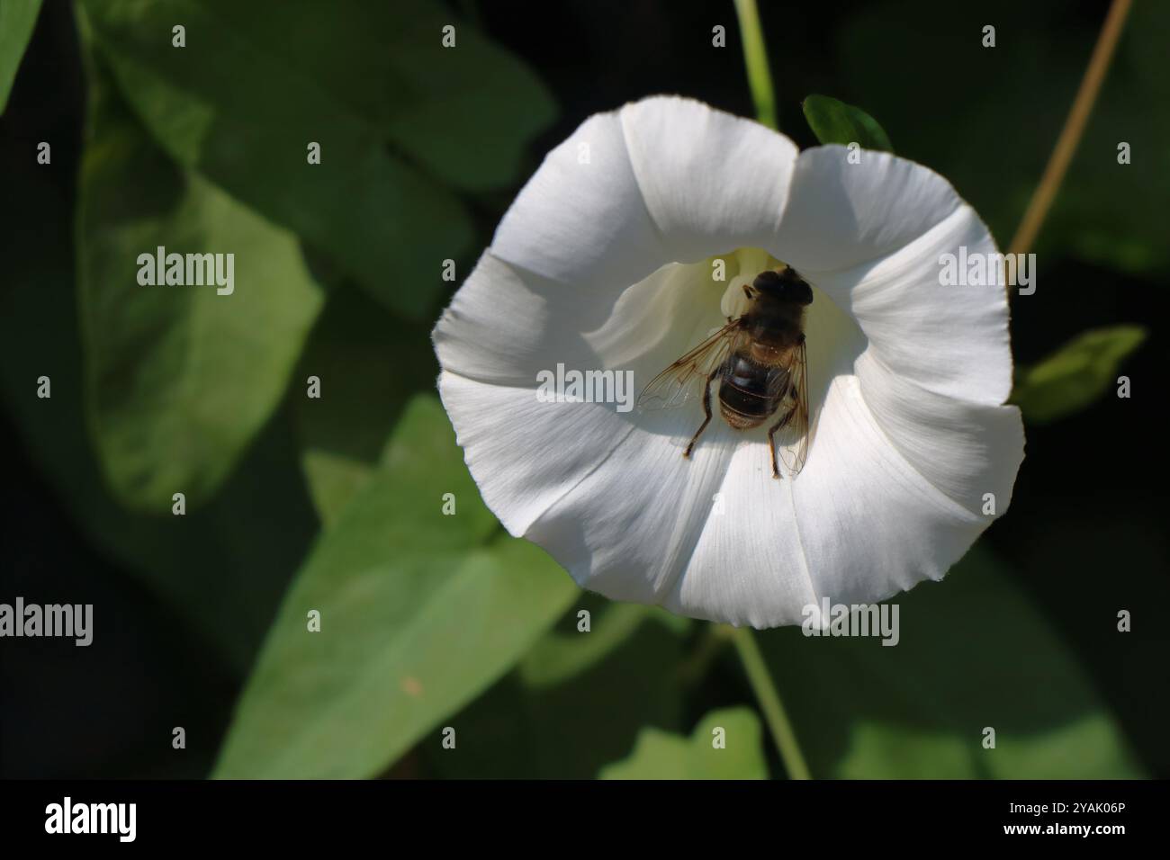 Plant species convolvulus sepium hi-res stock photography and images ...