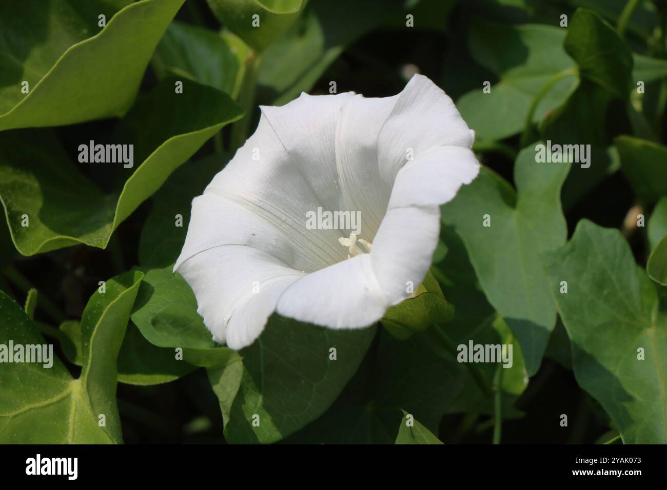 Plant species convolvulus sepium hi-res stock photography and images ...